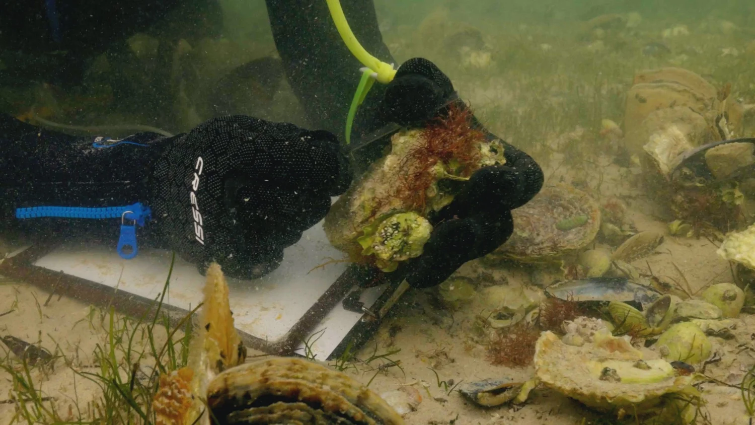 Lost and Found: The Return of Australia’s Forgotten Oyster Reefs ...