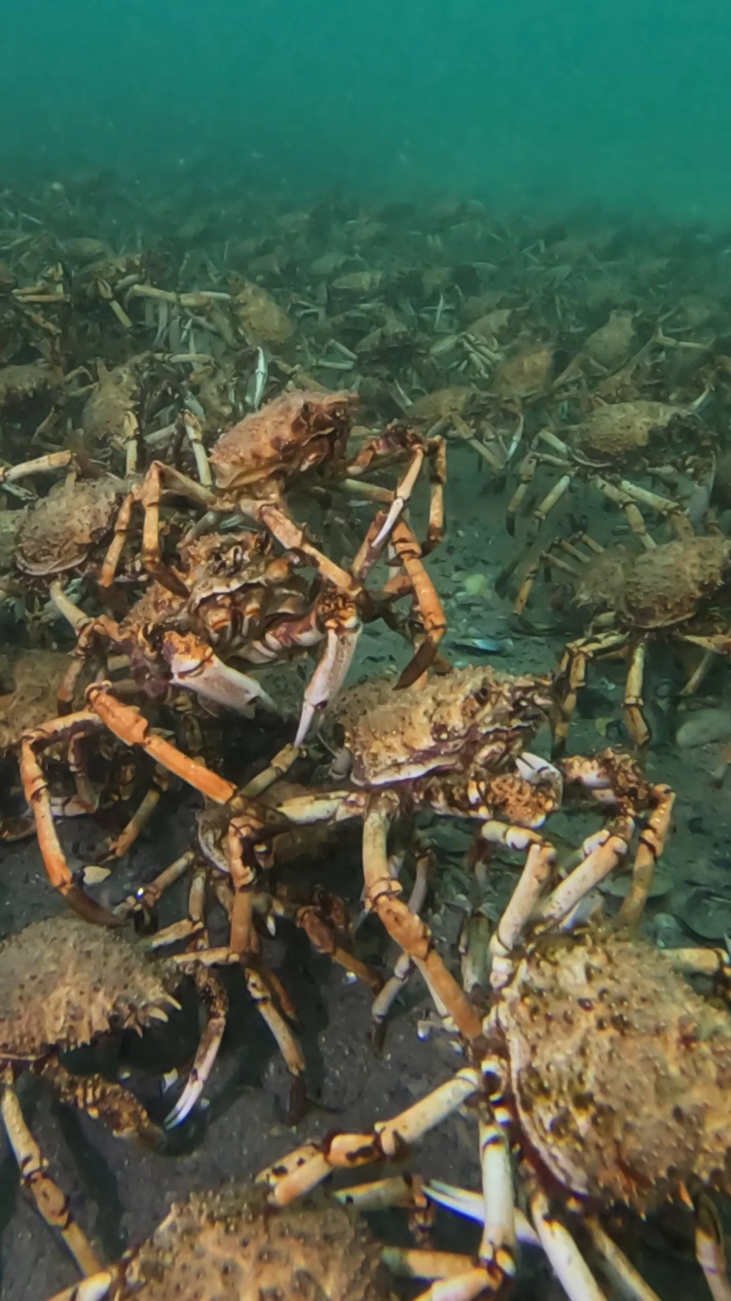 Spider Crab Watch | Great Southern Reef