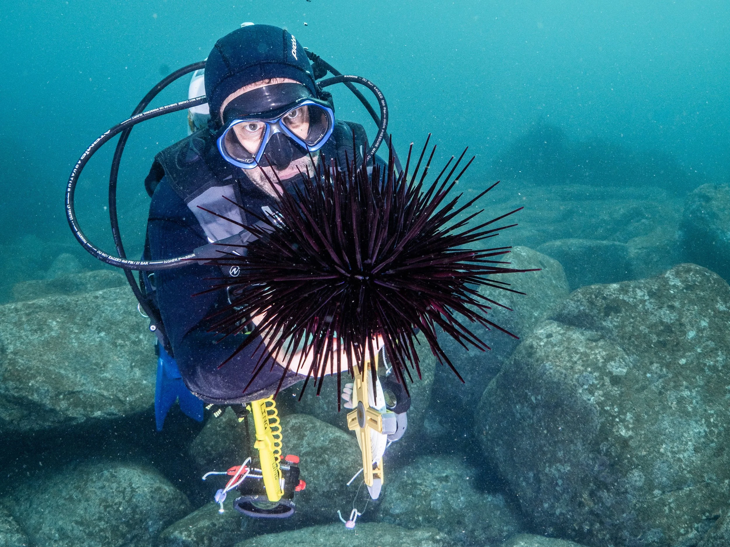 Learn about Giant Kelp Forests & Restoration in Australia | Great ...