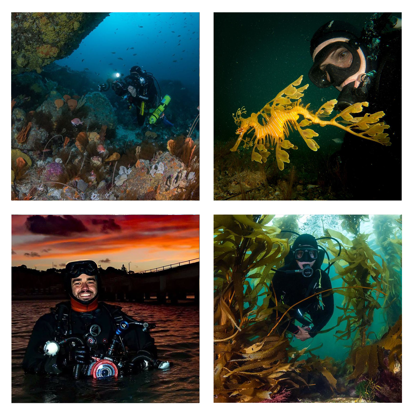 Expert marine life identifier of the Great Southern Reef | Great ...