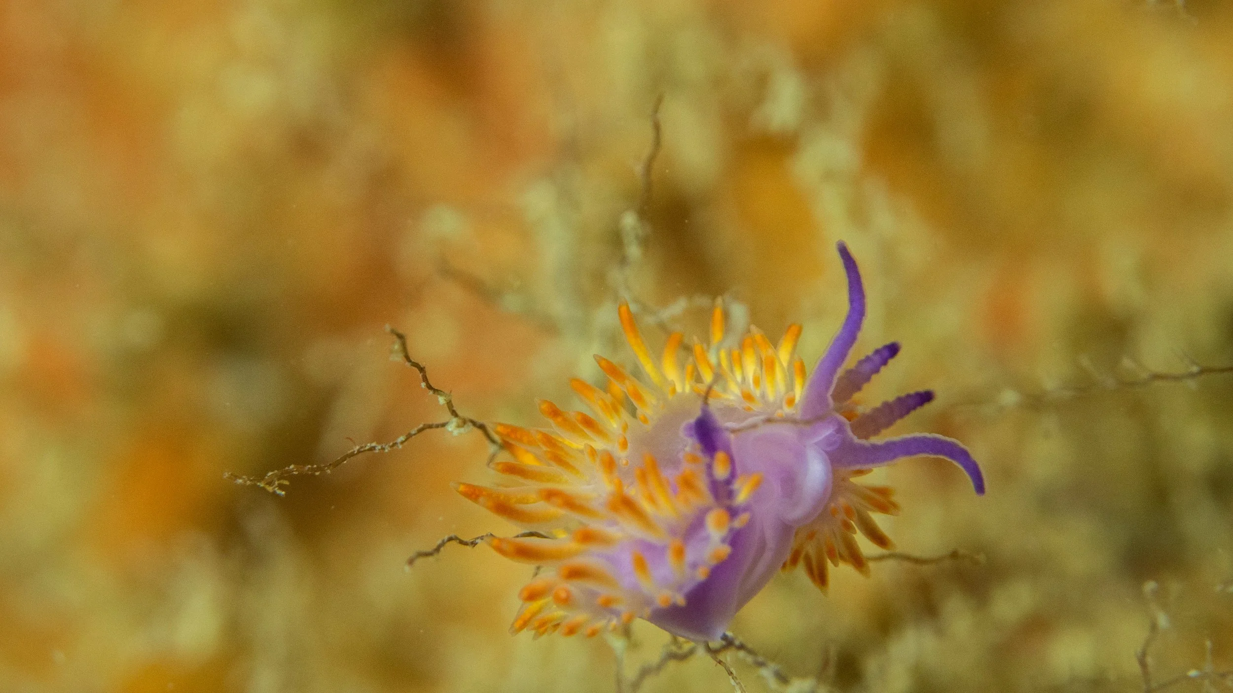 Citizen Science | Great Southern Reef
