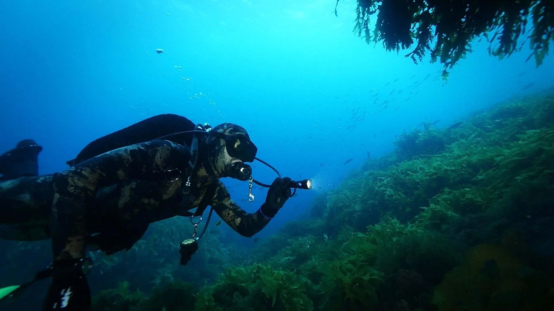 Educator Hub | Great Southern Reef