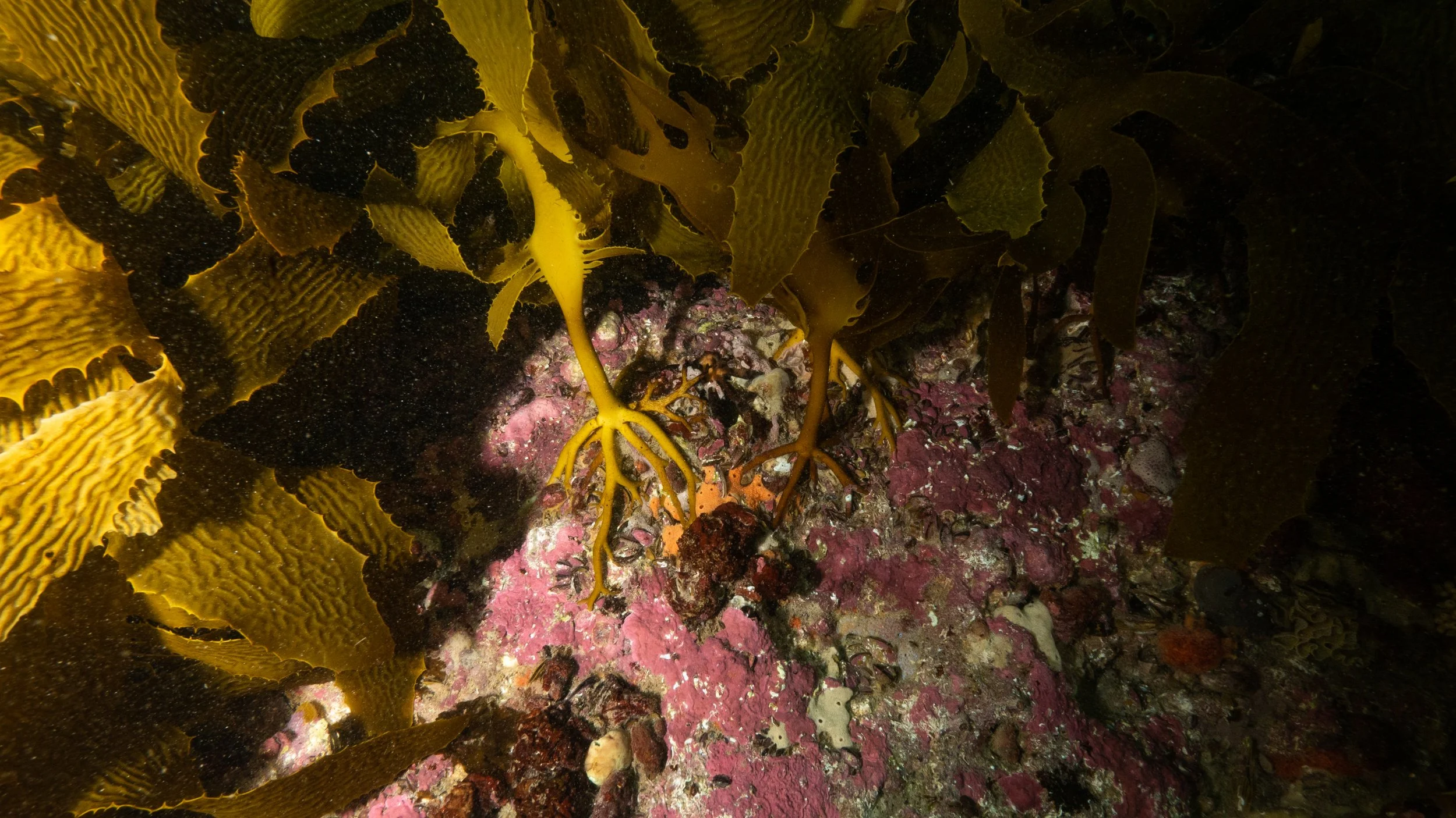 Golden Kelp | Great Southern Reef