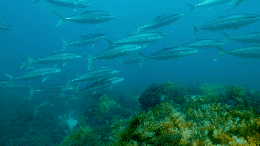 Yellowtail Kingfish | Great Southern Reef
