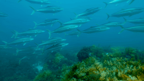Yellowtail Kingfish | Great Southern Reef