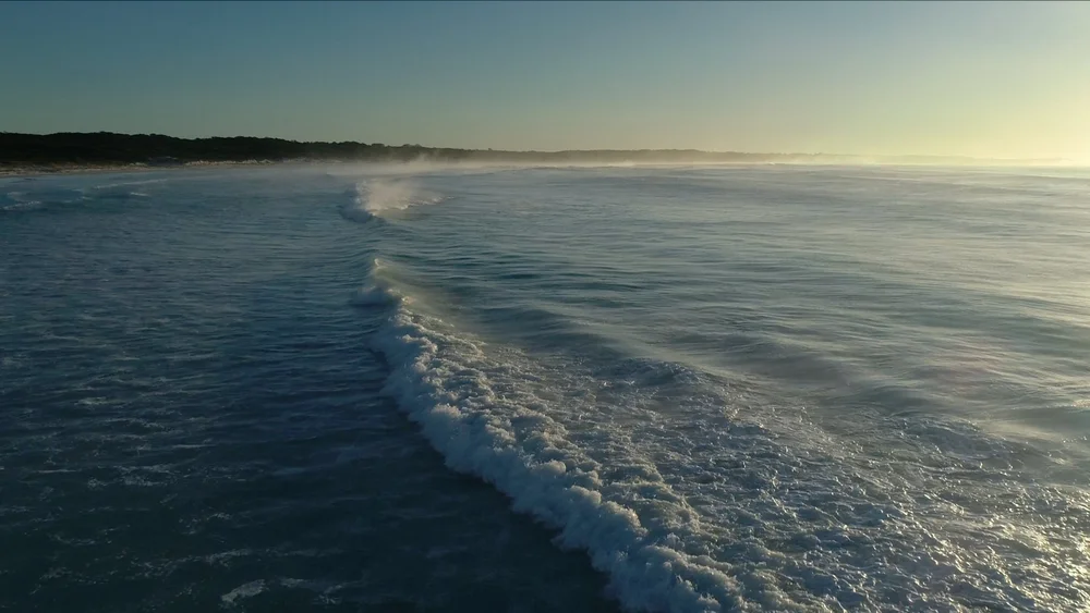 Expert marine life identifier of the Great Southern Reef | Great ...