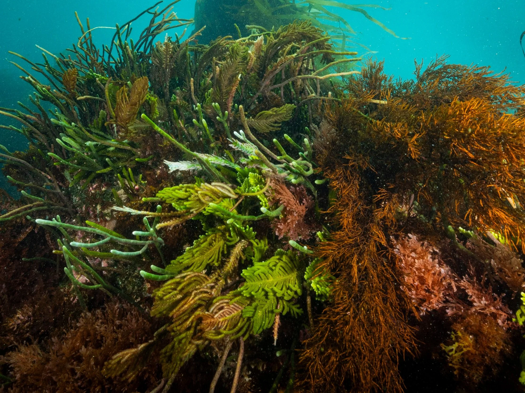 Frequently Asked Questions | Great Southern Reef