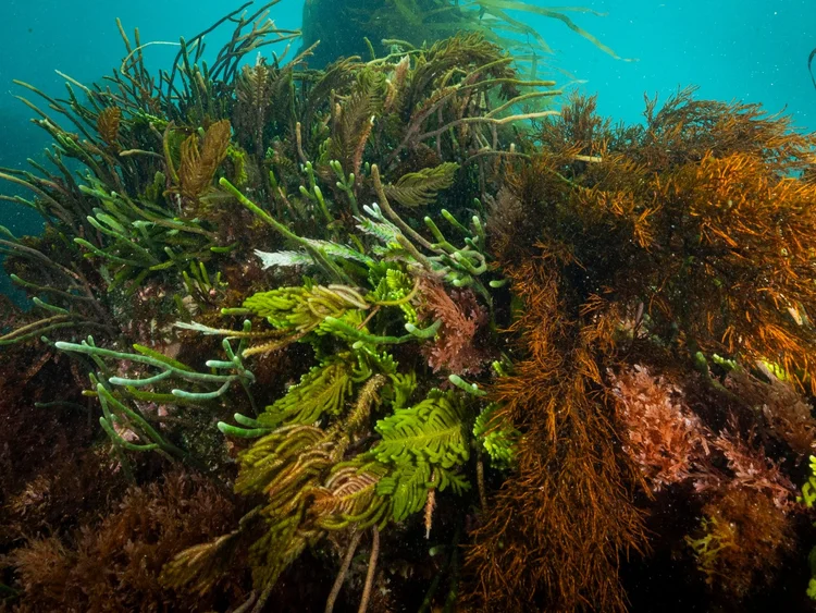 Frequently Asked Questions | Great Southern Reef