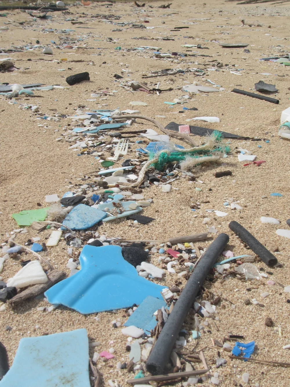 Clean Up | Great Southern Reef