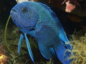 Southern Blue Devil | Great Southern Reef