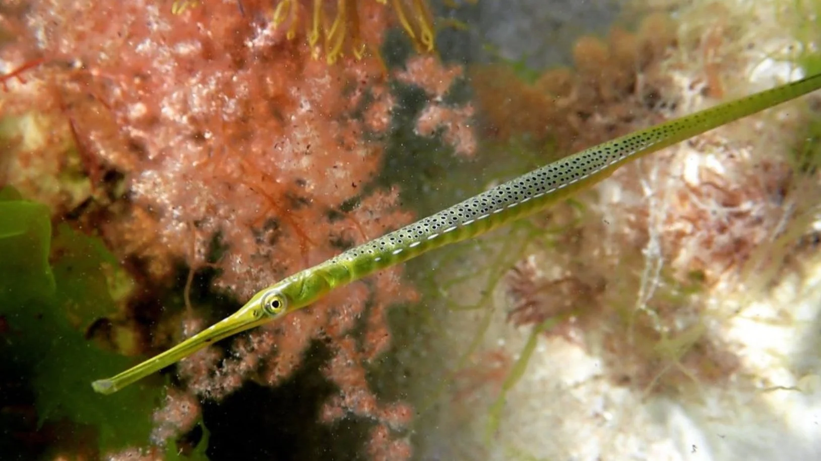Expert marine life identifier of the Great Southern Reef | Great ...