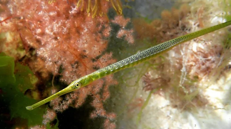 Expert marine life identifier of the Great Southern Reef | Great ...