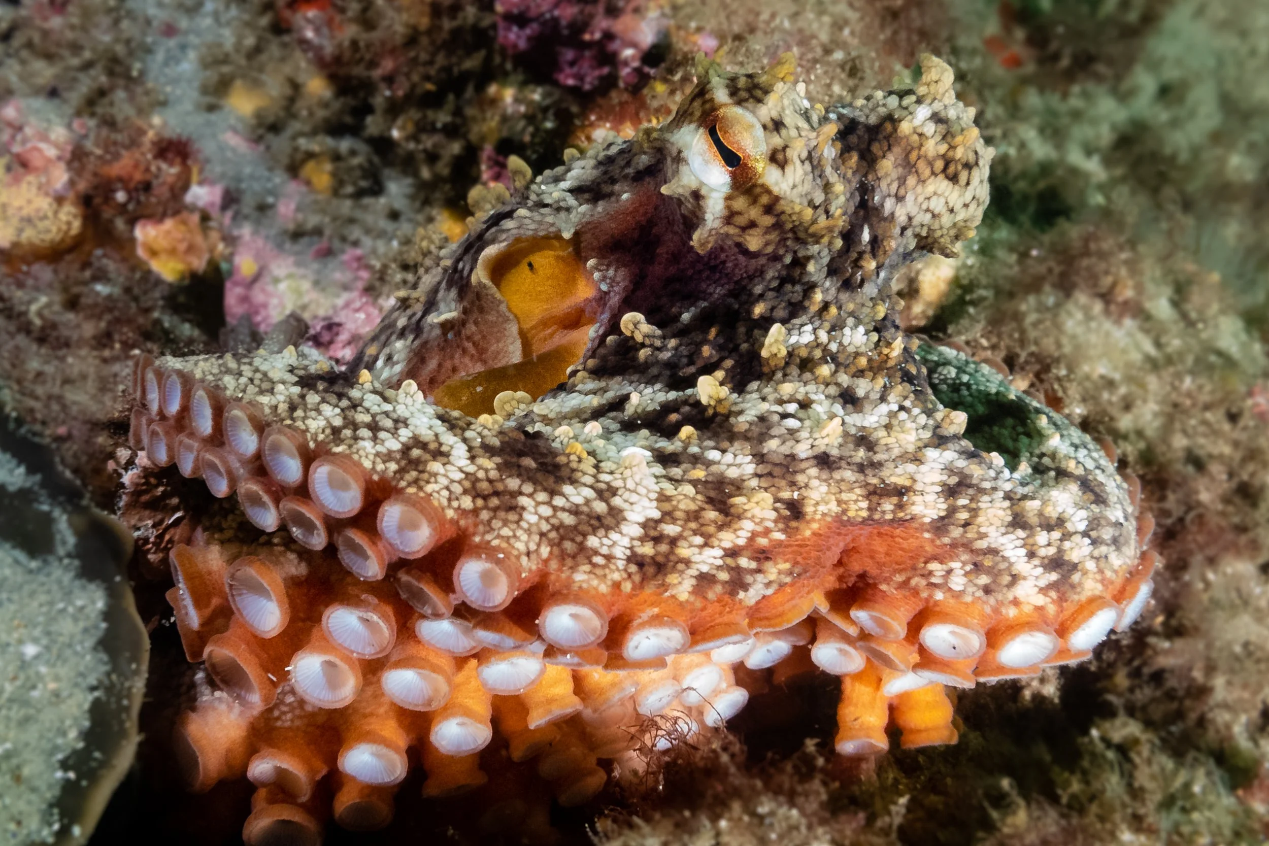 GLOOMY OCTOPUS (Octopus tetricus) | Great Southern Reef