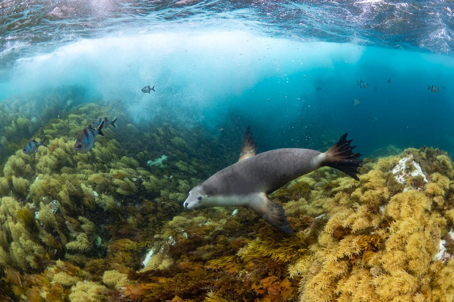 How Australian Sea Lions Hunt: New Footage Reveals Surprising Foraging ...