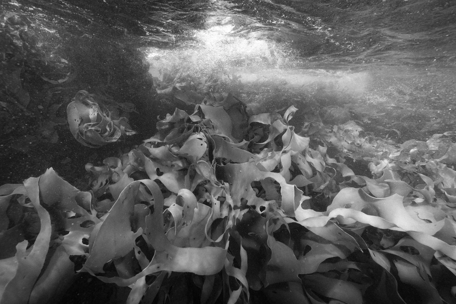 Southern Bull Kelp | Great Southern Reef