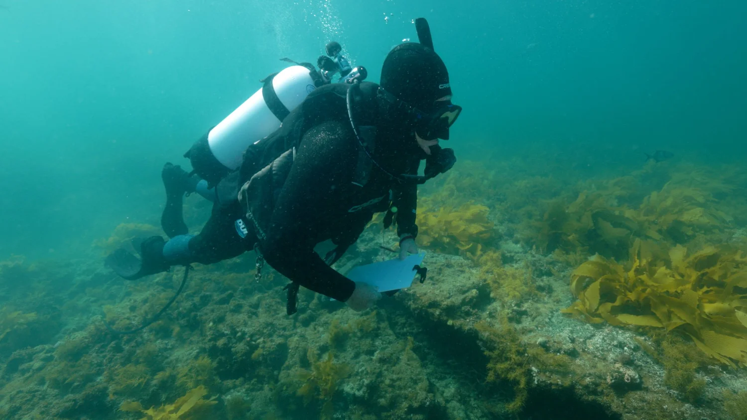 Restoration | Great Southern Reef