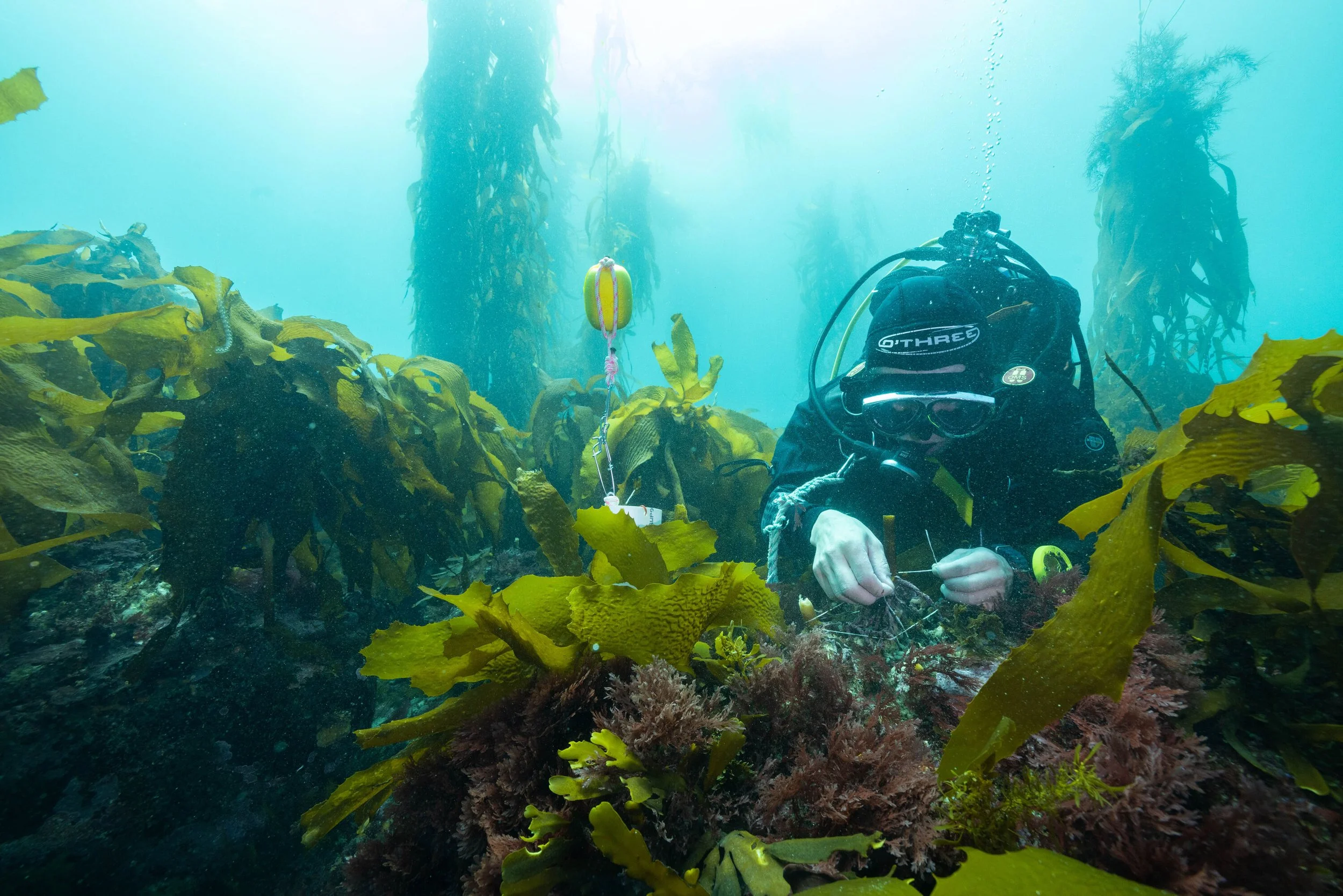 Restoration | Great Southern Reef