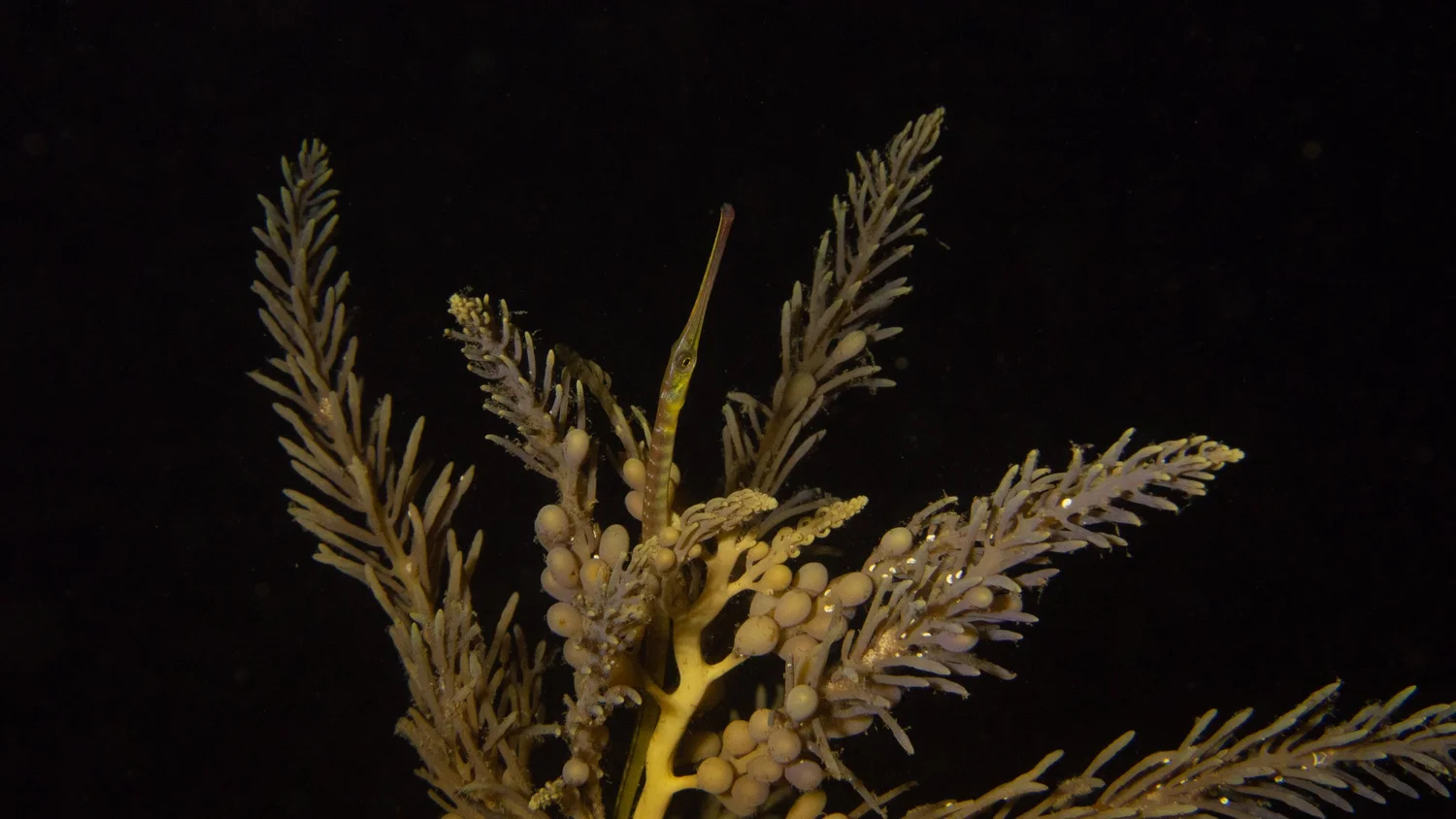Pipefish | Great Southern Reef