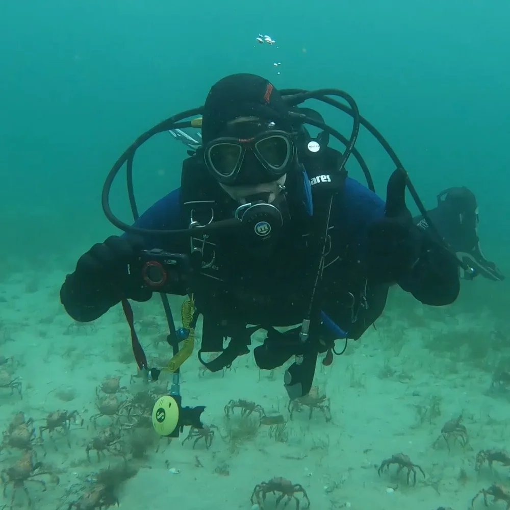 Spider Crab Watch | Great Southern Reef