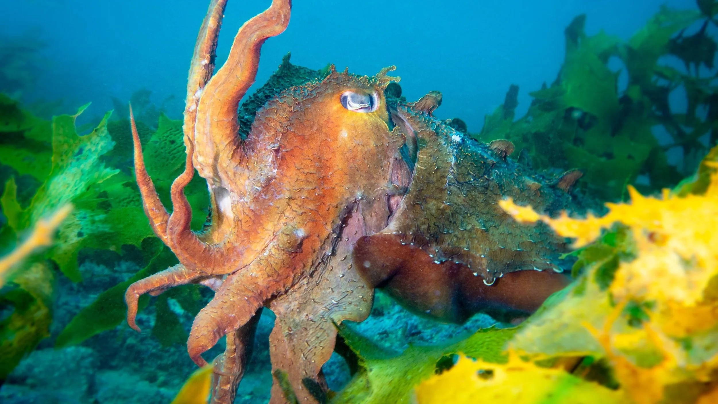 White Rock Media Kit | Great Southern Reef