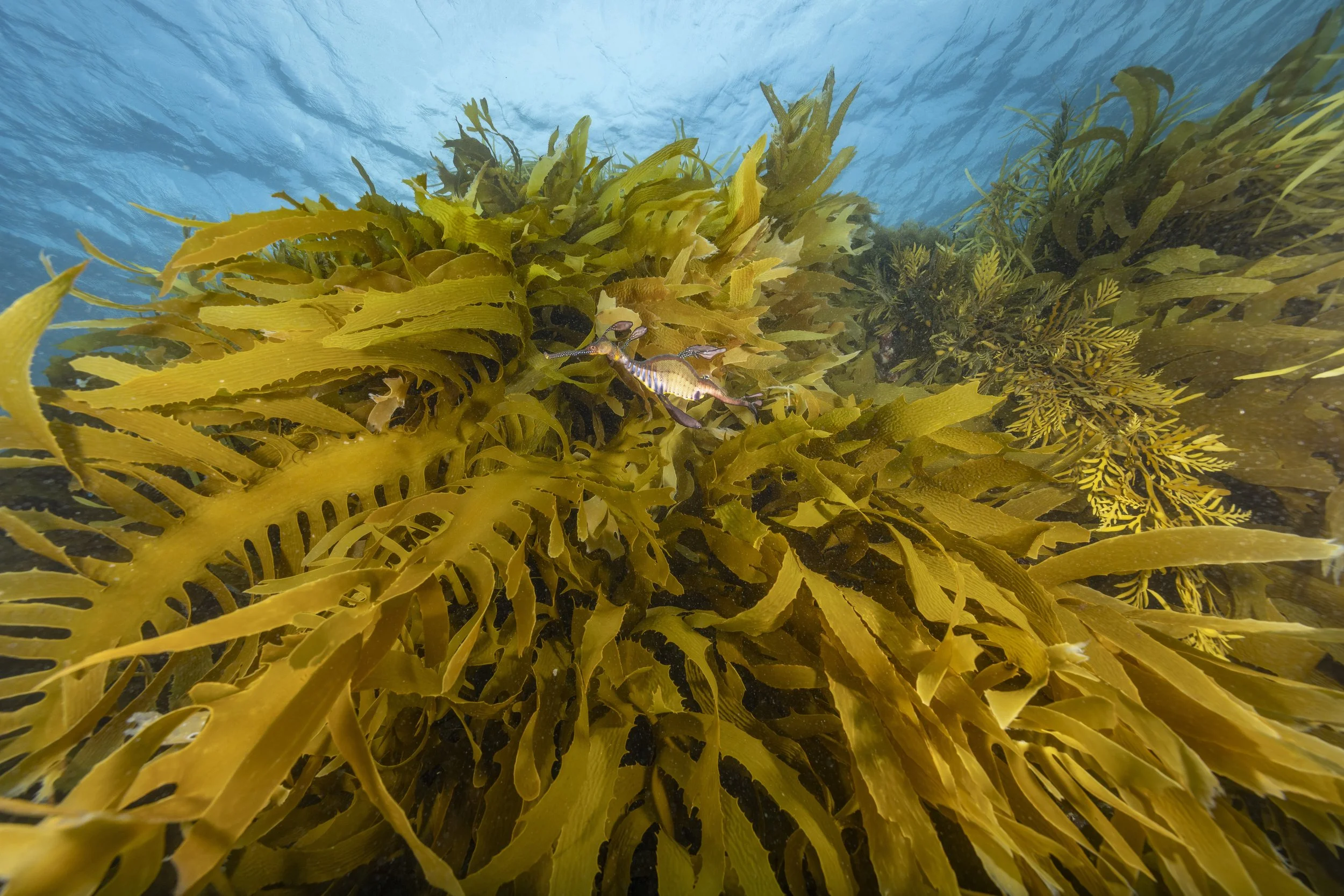 Stewardship Starts Here | Great Southern Reef