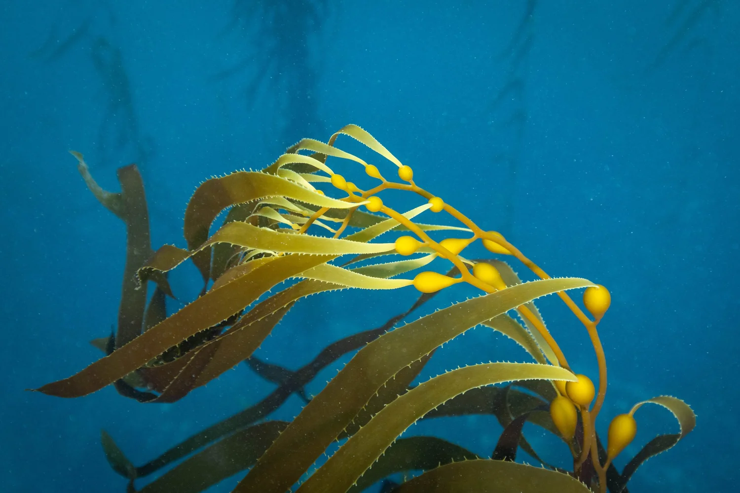 Stewardship Starts Here | Great Southern Reef