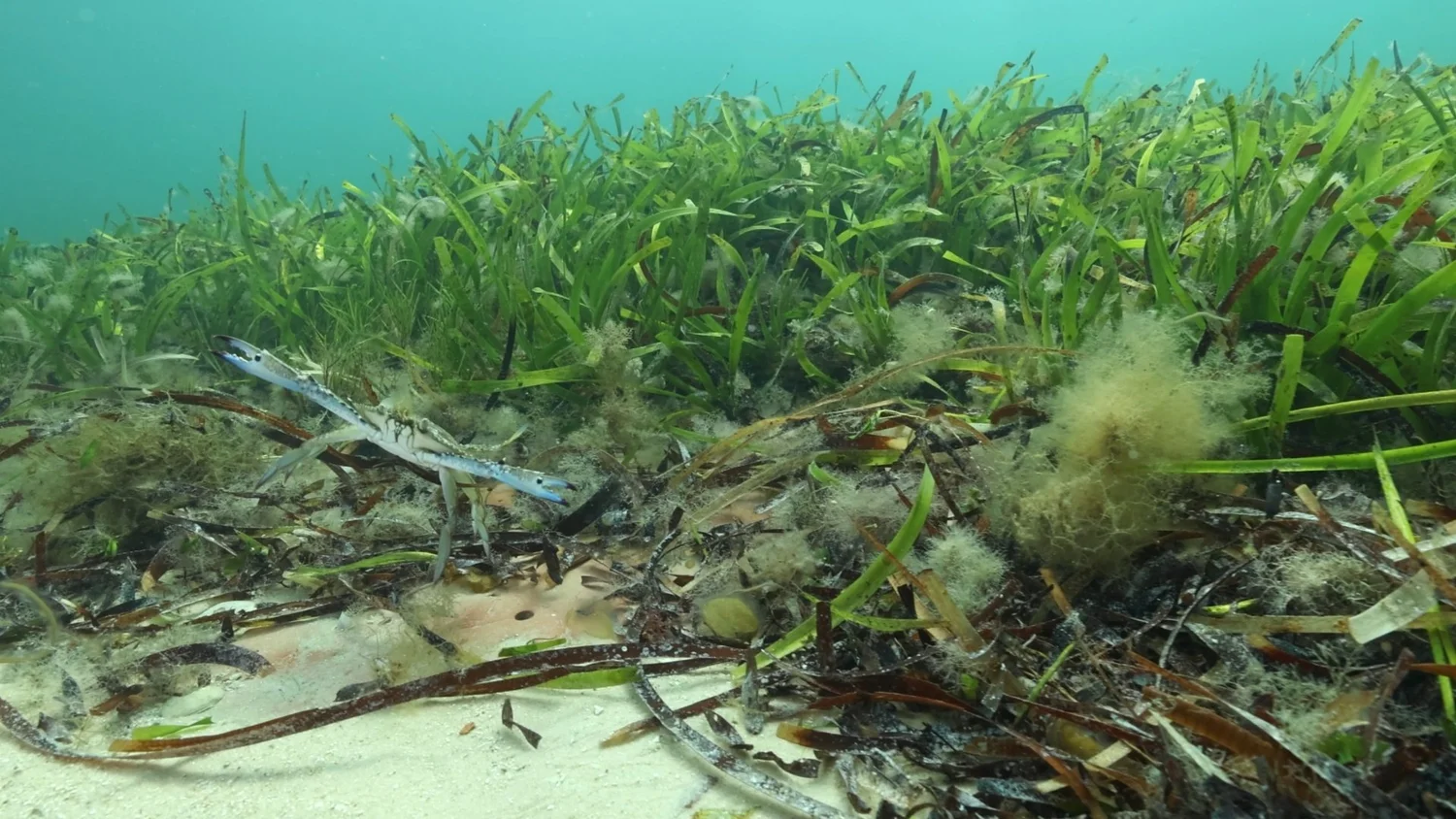 MARINE LIFE | Great Southern Reef