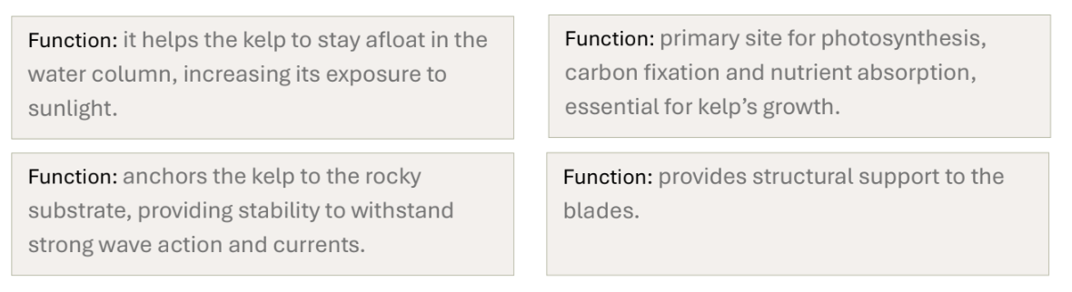 Kelp Form & Function — Great Southern Reef