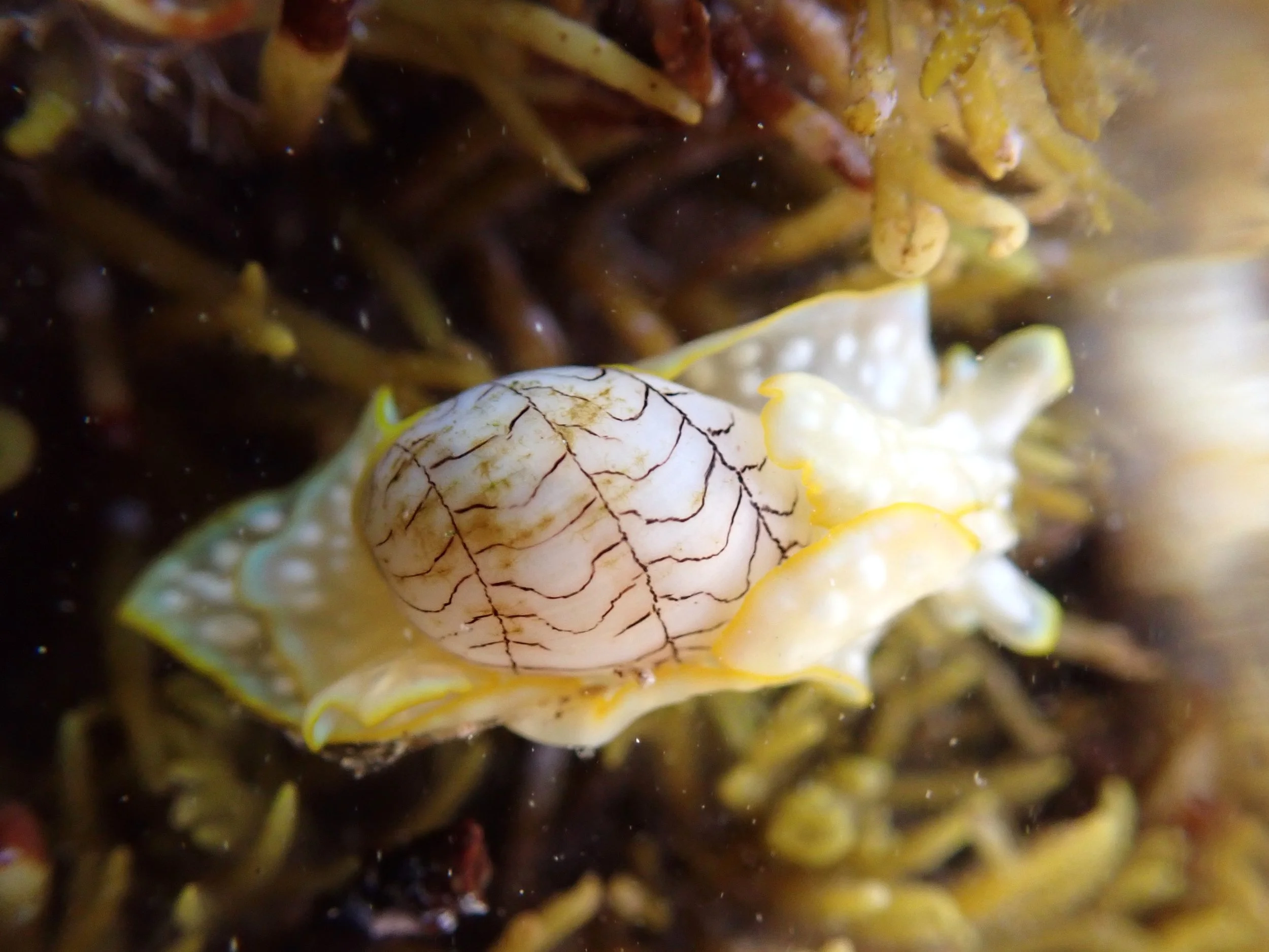 Yellowtail Kingfish | Great Southern Reef