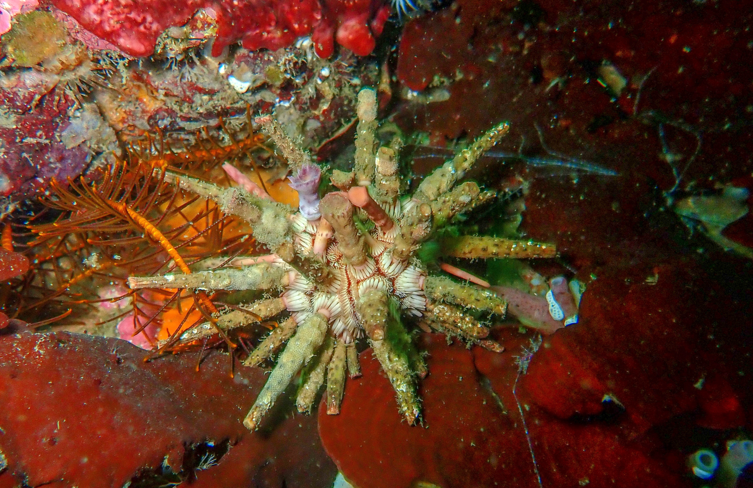 Hidden Losses: Australia’s Overlooked Marine Species at Risk | Great ...