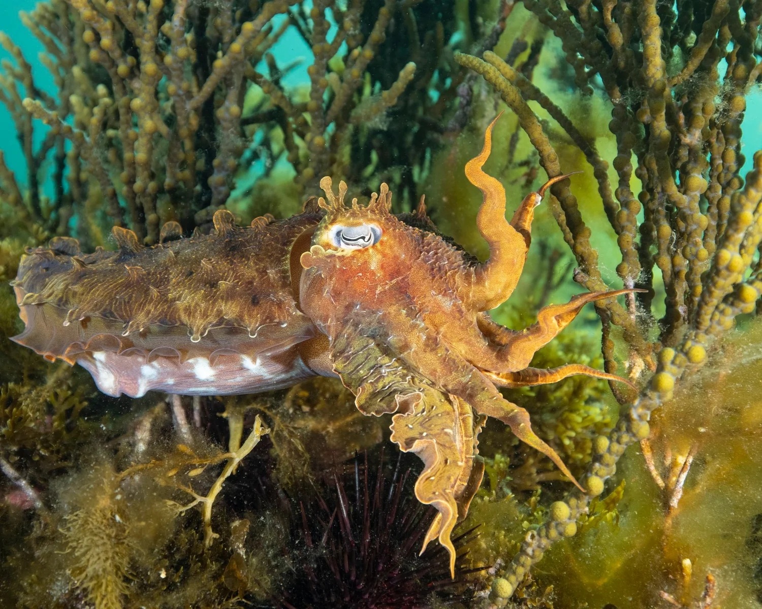 Frequently Asked Questions | Great Southern Reef