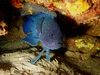 Southern Blue Devil | Great Southern Reef
