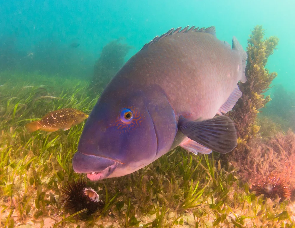 Asoc. Prof. Scott Ling | Great Southern Reef