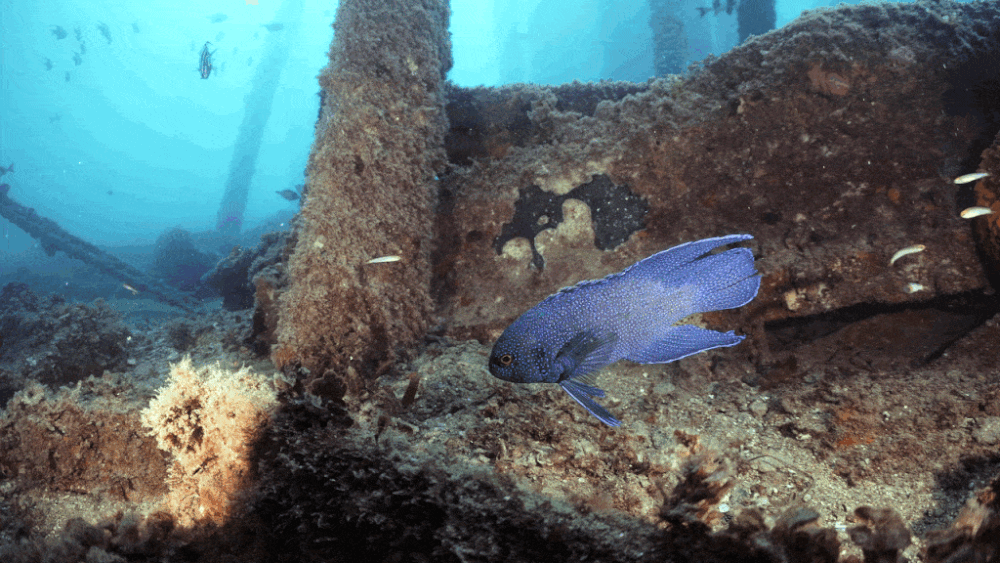 Southern Blue Devil | Great Southern Reef