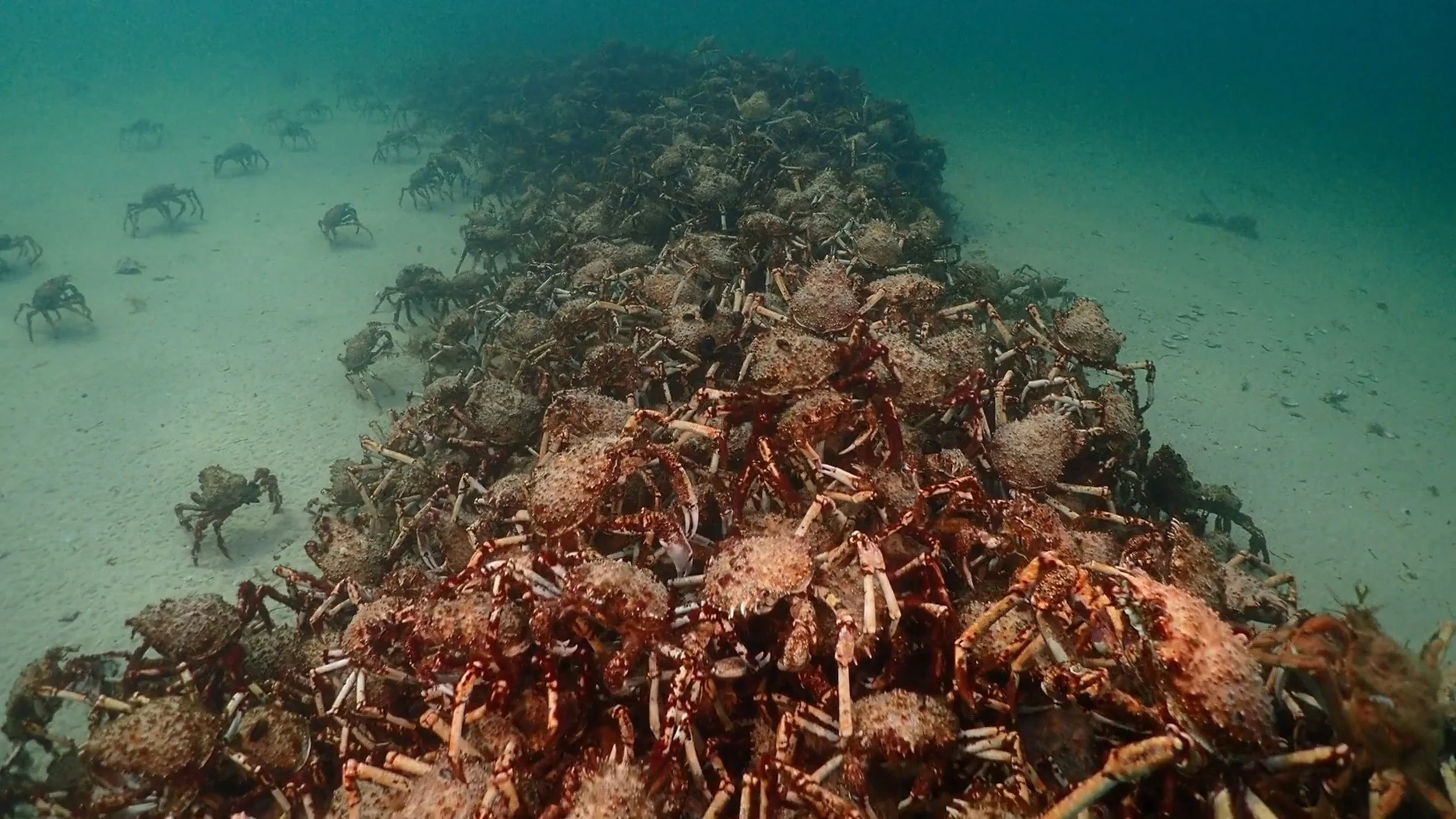 Spider Crab Watch | Great Southern Reef