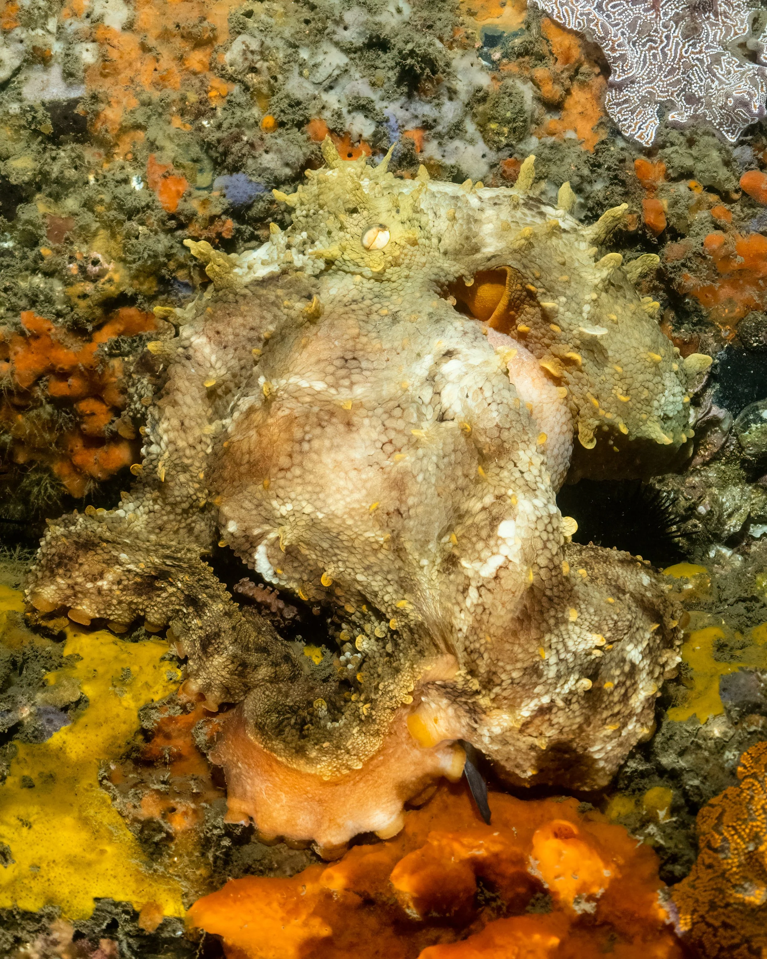 GLOOMY OCTOPUS (Octopus tetricus) | Great Southern Reef