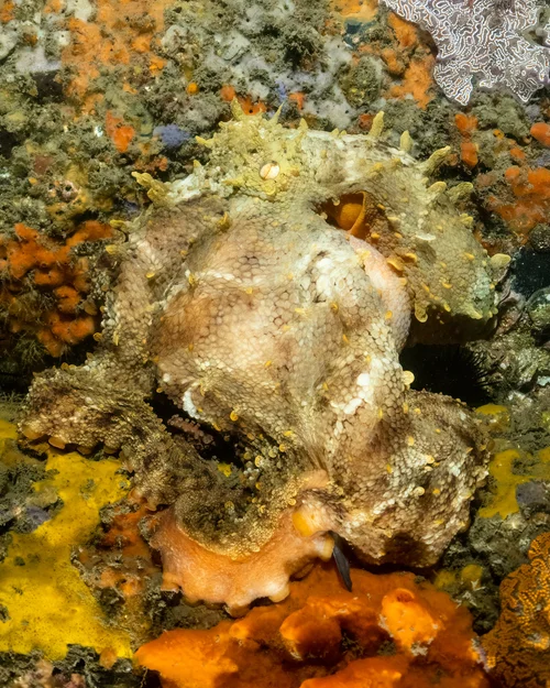 GLOOMY OCTOPUS (Octopus tetricus) | Great Southern Reef