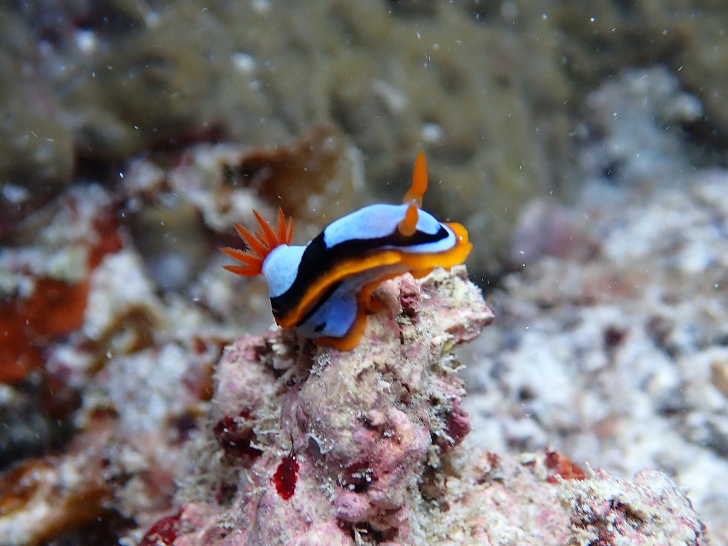 Yellowtail Kingfish | Great Southern Reef