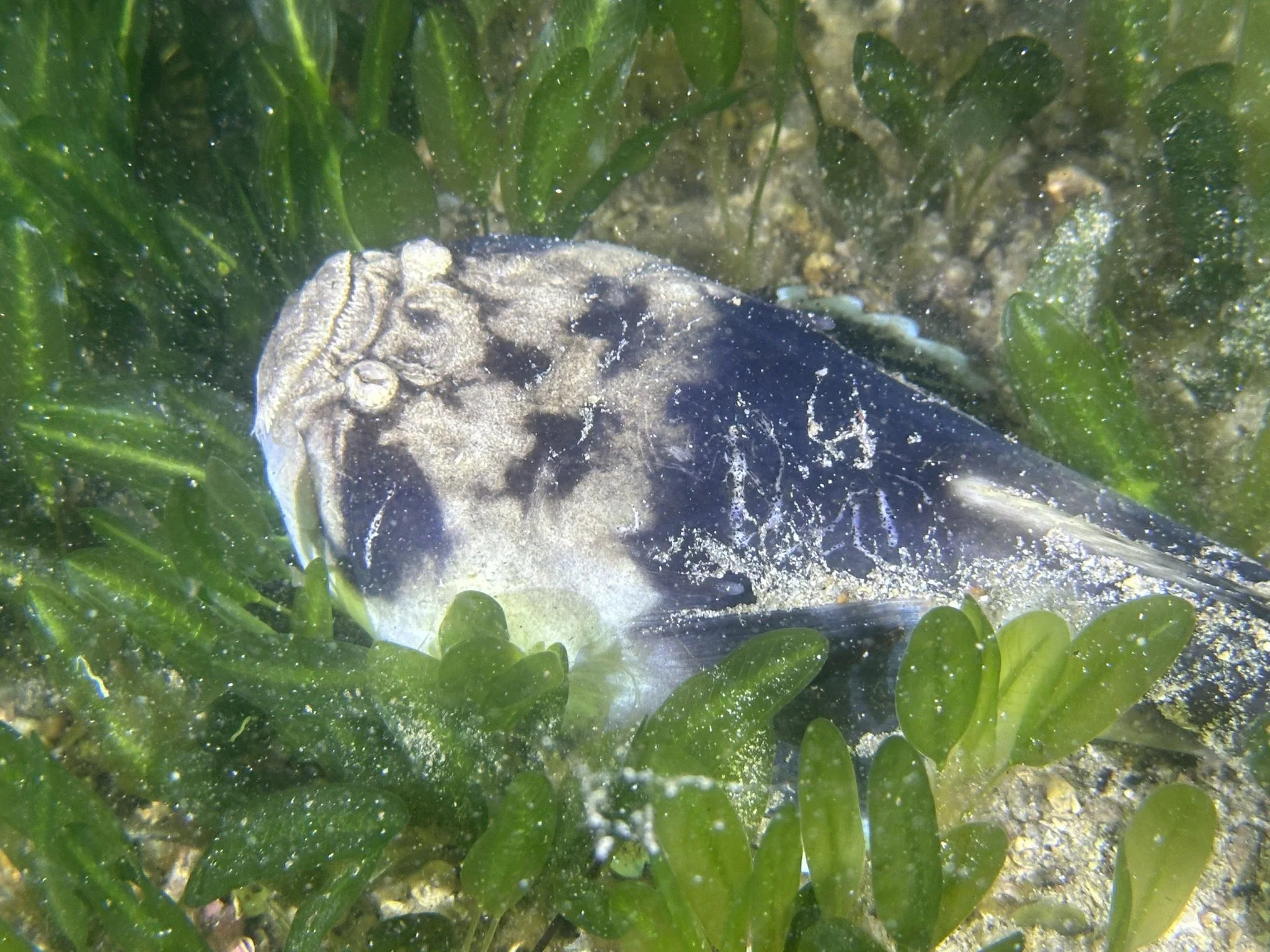 South Australian Algal Bloom Spring Update | Great Southern Reef