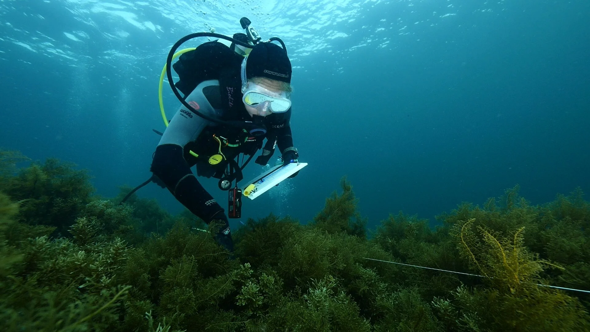 Citizen Science | Great Southern Reef