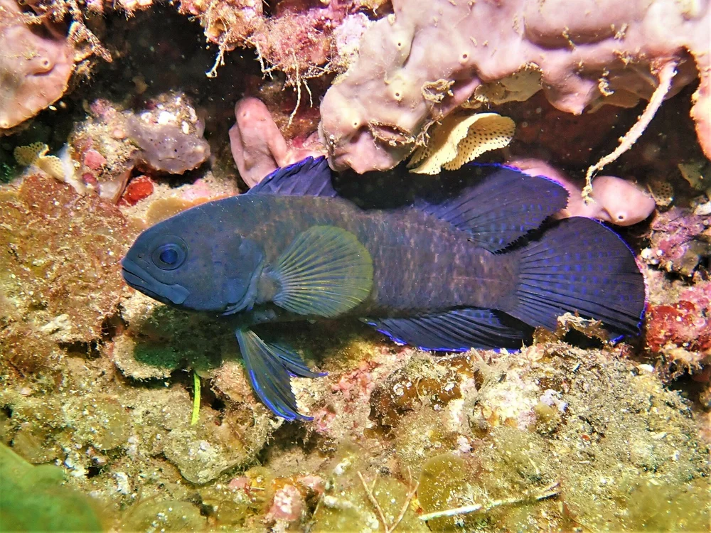 Southern Blue Devil | Great Southern Reef