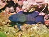 Southern Blue Devil | Great Southern Reef
