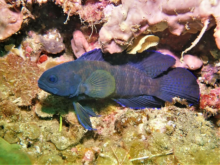 Southern Blue Devil | Great Southern Reef