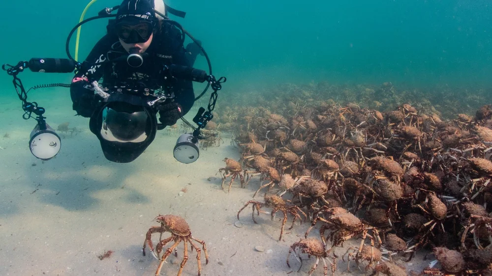 Spider Crab | Great Southern Reef