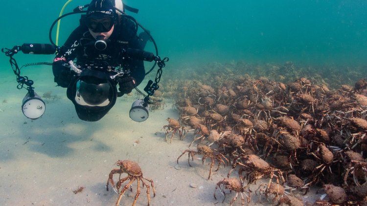 Spider Crab | Great Southern Reef