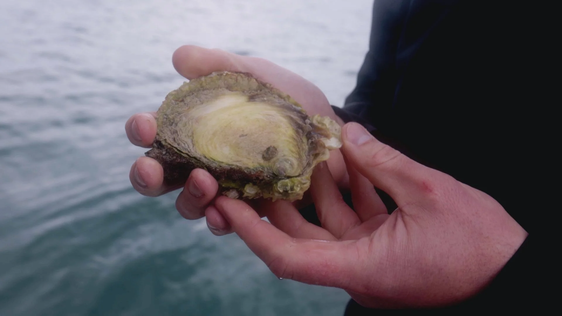 Lost and Found: The Return of Australia’s Forgotten Oyster Reefs ...