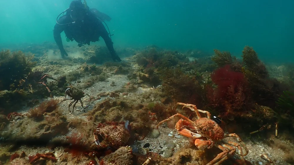 Spider Crab | Great Southern Reef