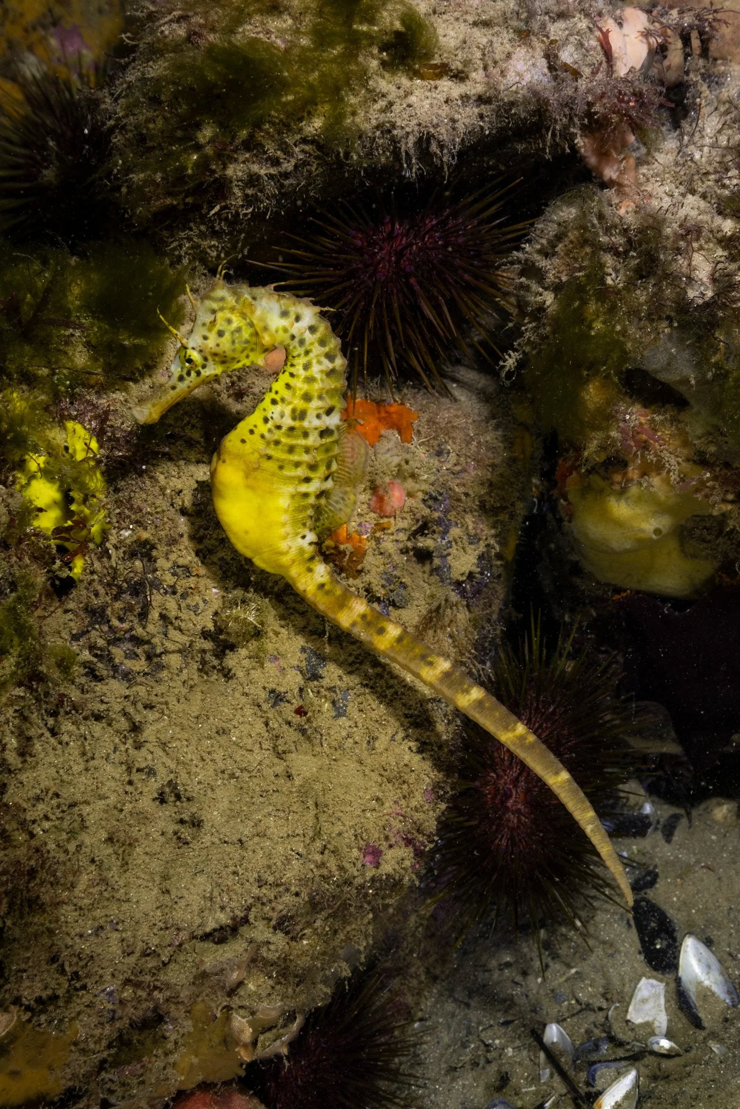 Big Bellied Seahorse | Great Southern Reef