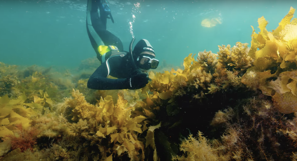 Great Southern Reef