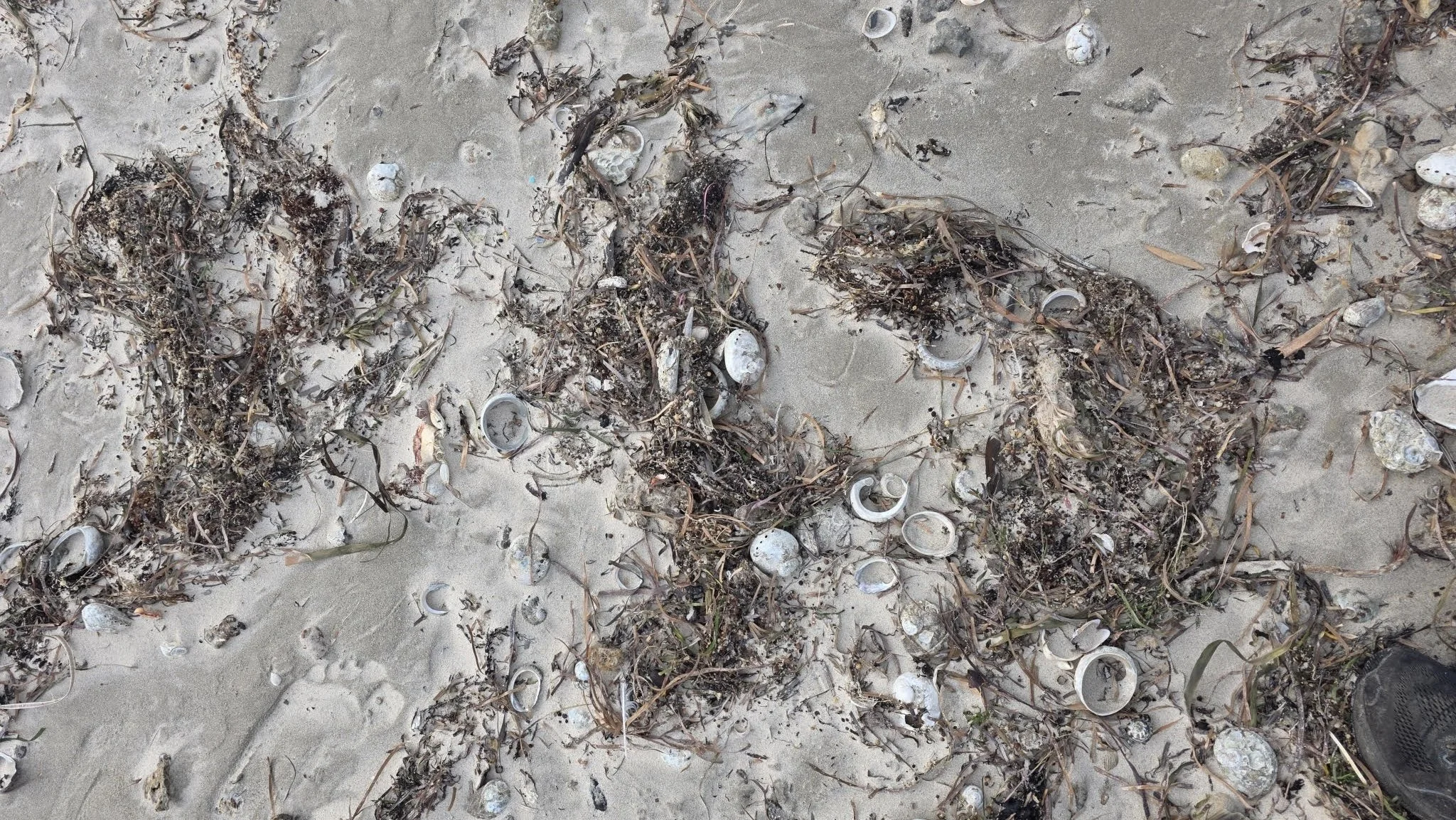 South Australian Algal Bloom Spring Update | Great Southern Reef